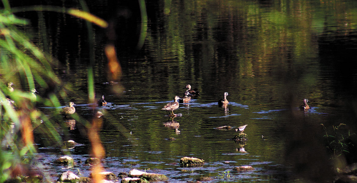 13 ríos dan vida a Morelos: ¿por qué es importante conservarlos? - + De ...