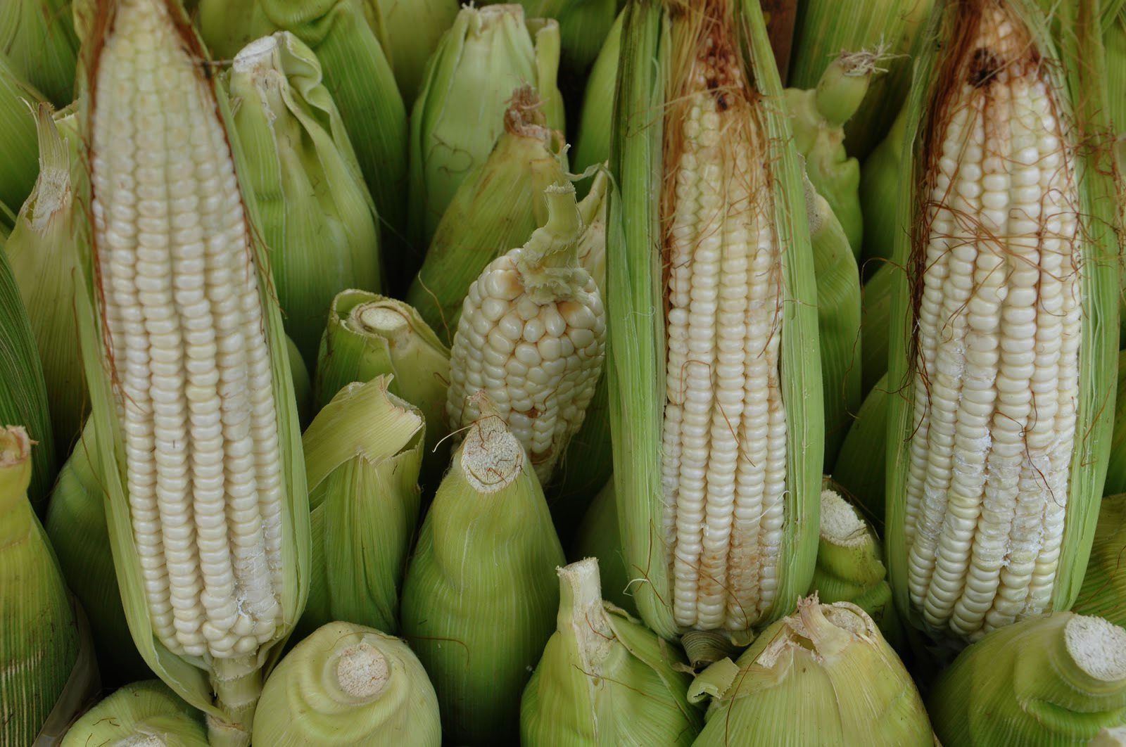 Delicias morelenses: Ricos tamales de elote (RECETA) - + De Morelos